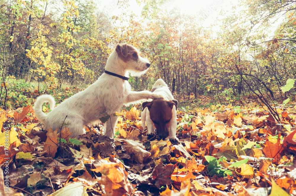 Little dog digging hole outdoors while his friend keep paw on him. Pets ...