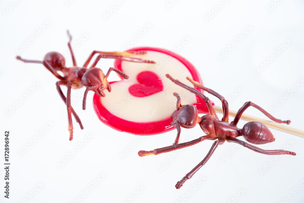 ants on sweet heart lollipop Stock Photo | Adobe Stock