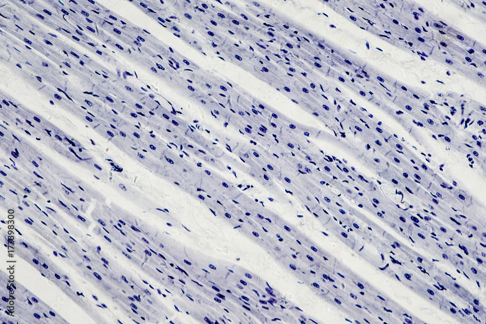 Histology of cardiac muscle under microscope view Stock Photo | Adobe Stock