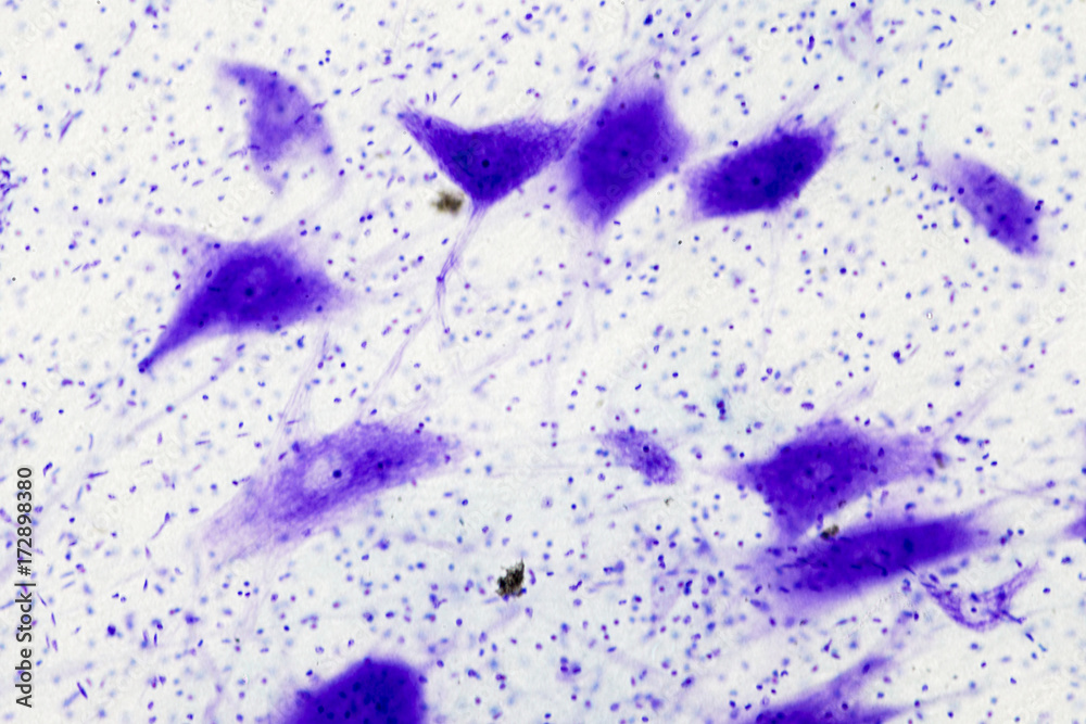 Neurons Under Microscope