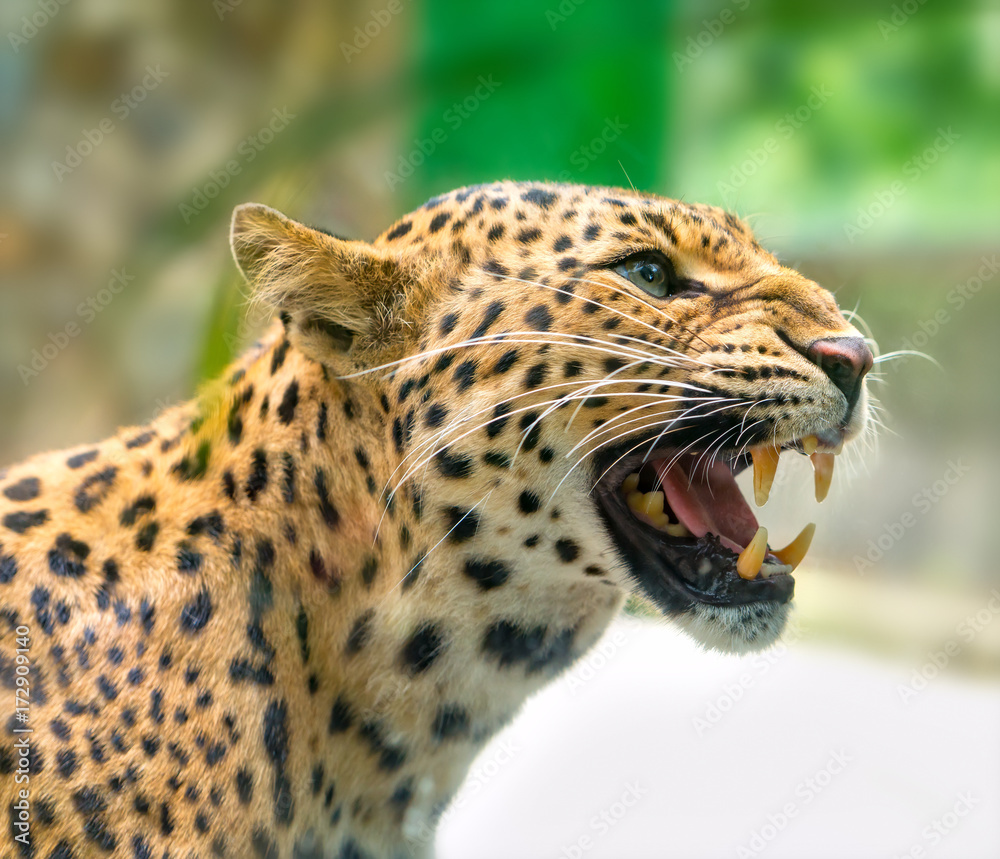 Portrait of leopard prints angry in the natural world. This is an ...
