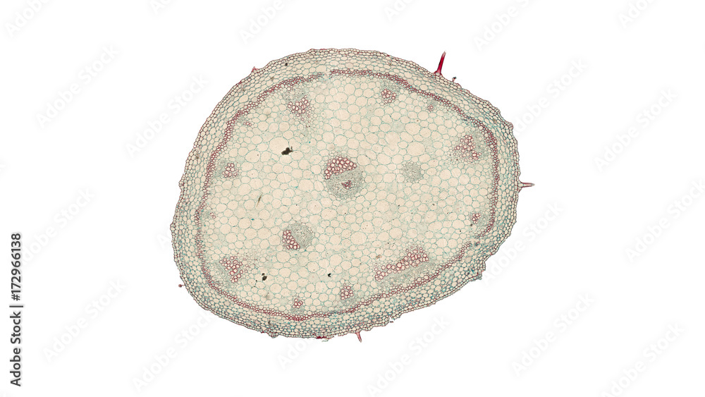 cross section cut of gerania under the microscope Stock Photo | Adobe Stock