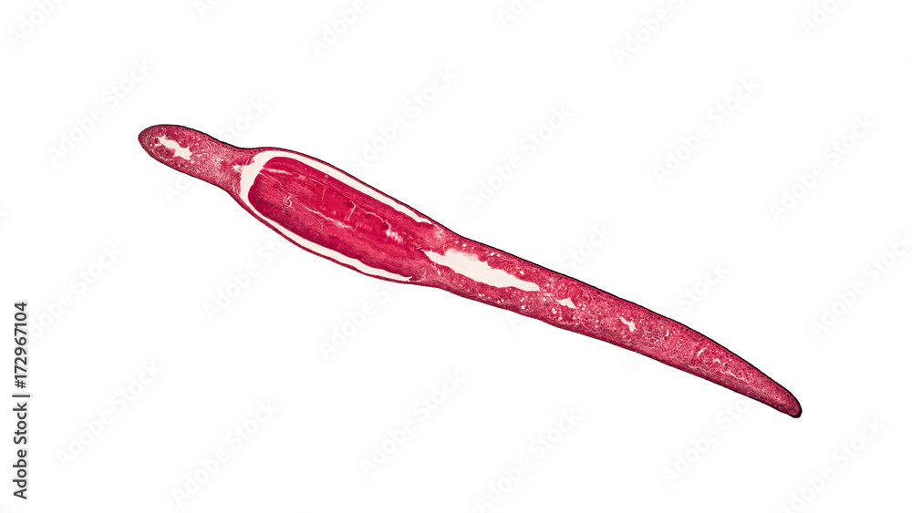 cross section cut of planaria under the microscope Stock-Foto | Adobe Stock