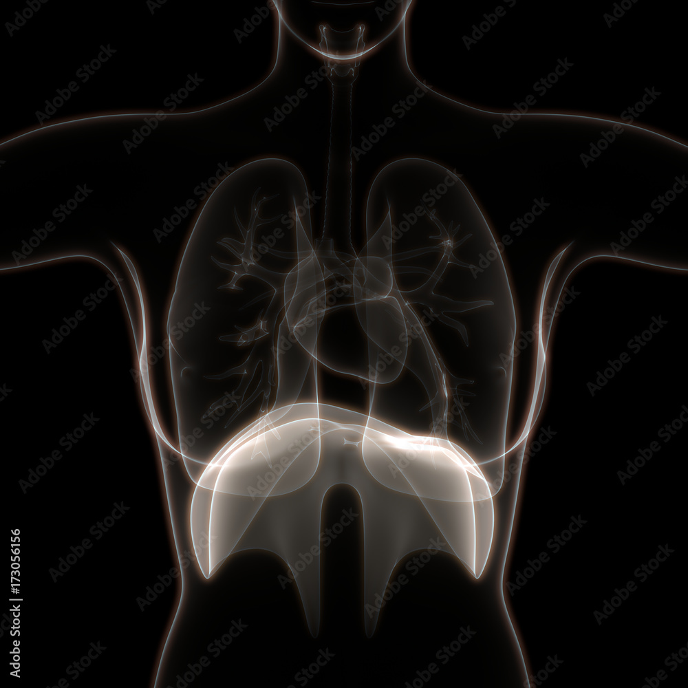Human Body Organs (Diaphragm Anatomy) Stock Illustration | Adobe Stock