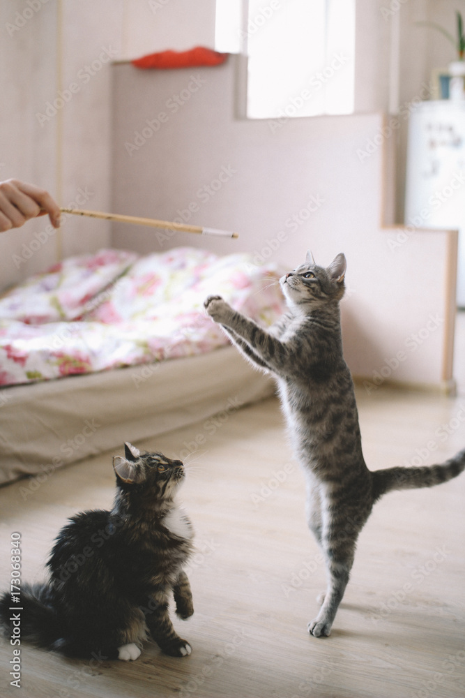 Two cats playing Stock Photo | Adobe Stock