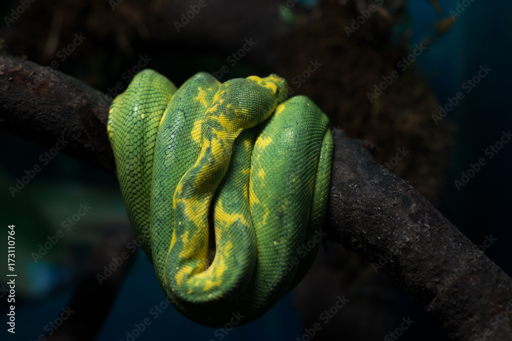 boa snake Stock Photo | Adobe Stock