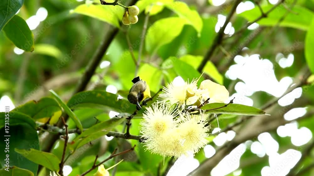 Sun bird eating pollen on star gooseberry tree Stock Video | Adobe Stock
