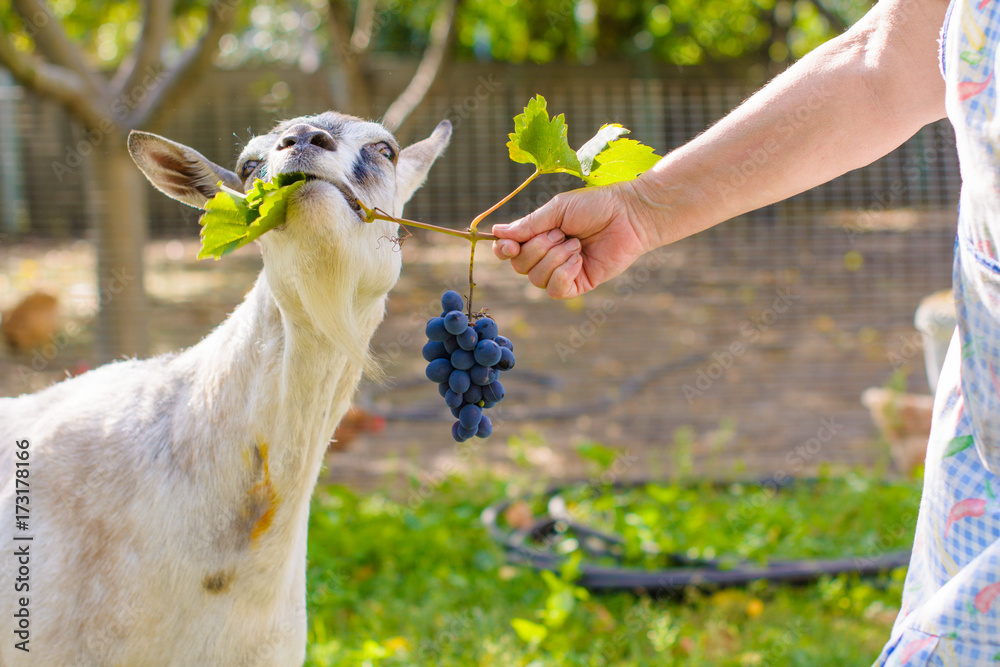 Goat eats grapes from the hands of the hostess in the village Stock ...