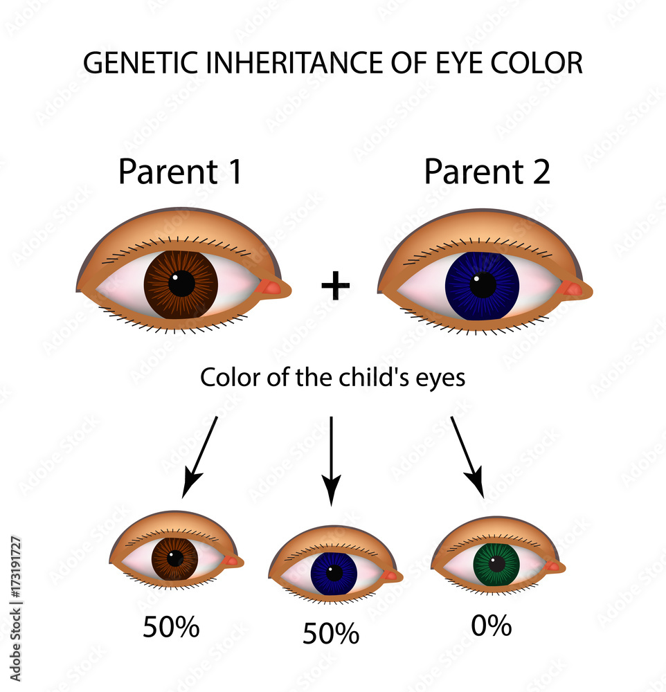 Genetic inheritance of eye color. Brown, blue, green eyes. Infographics ...