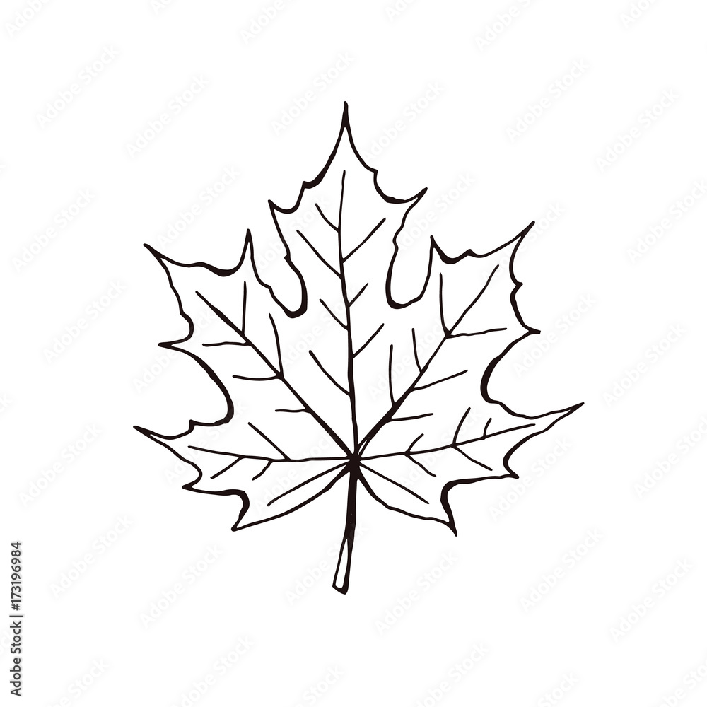 Hand drawn maple leaf outline. Maple leaf in line art style isolated on ...