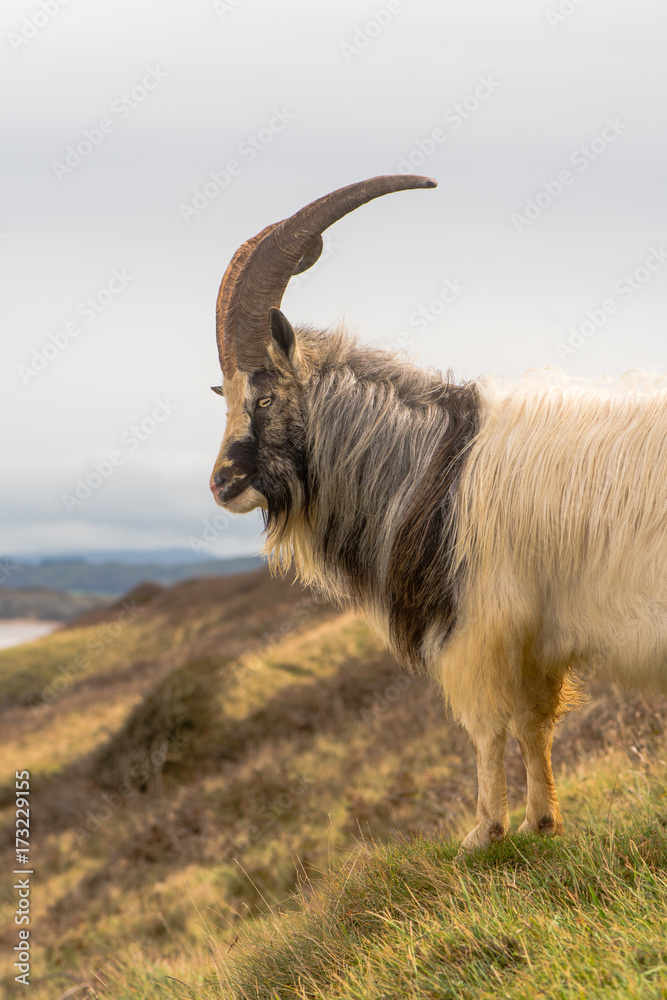 Male feral mountain goat with large horns portrait. Long-haired billy ...