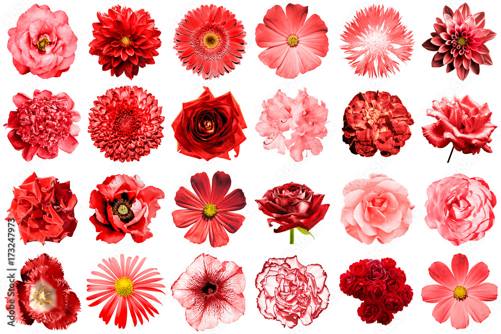 Types Of Red Flowers Names