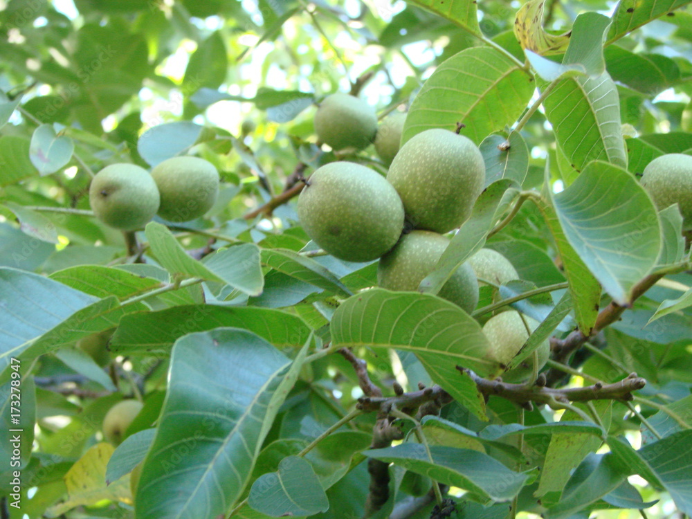 macro photo of fresh green young fruits of walnut on a tree branch with ...