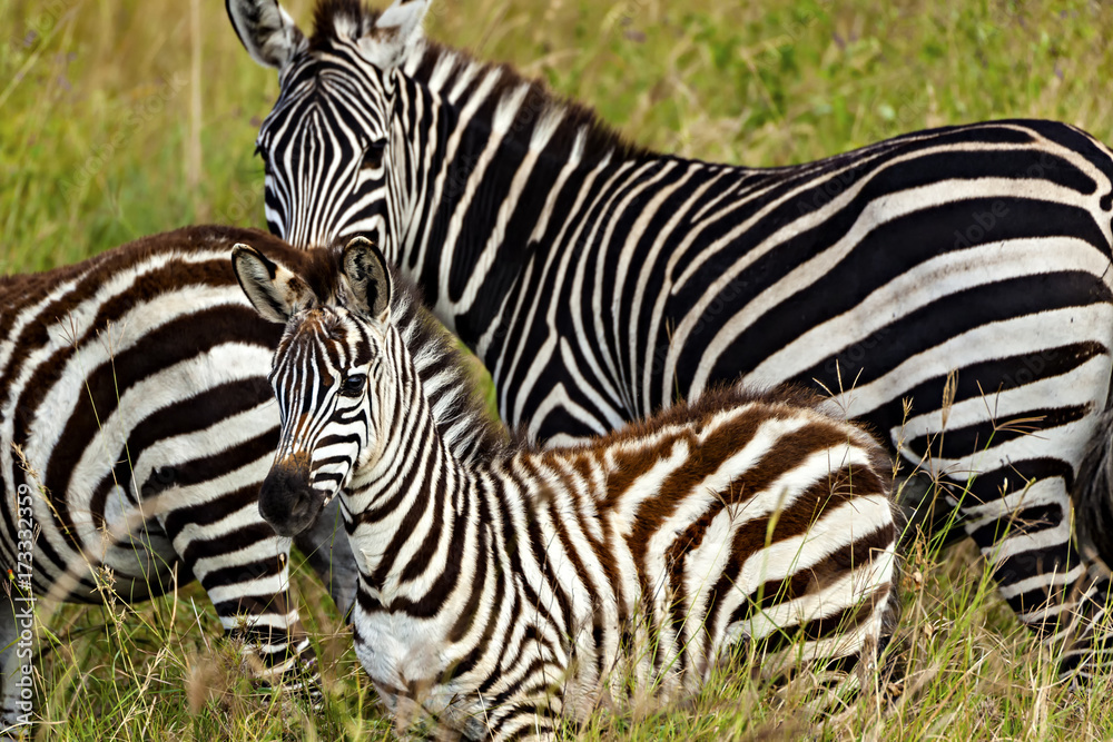 Young Zebra Stock Photo | Adobe Stock