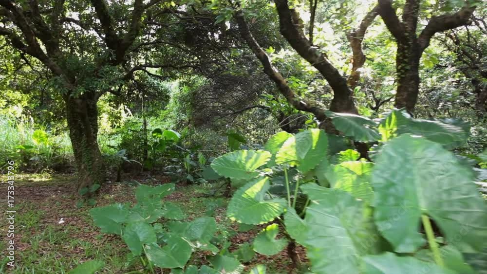 Tropical rainforest, Guangdong province, South China; handheld footage ...