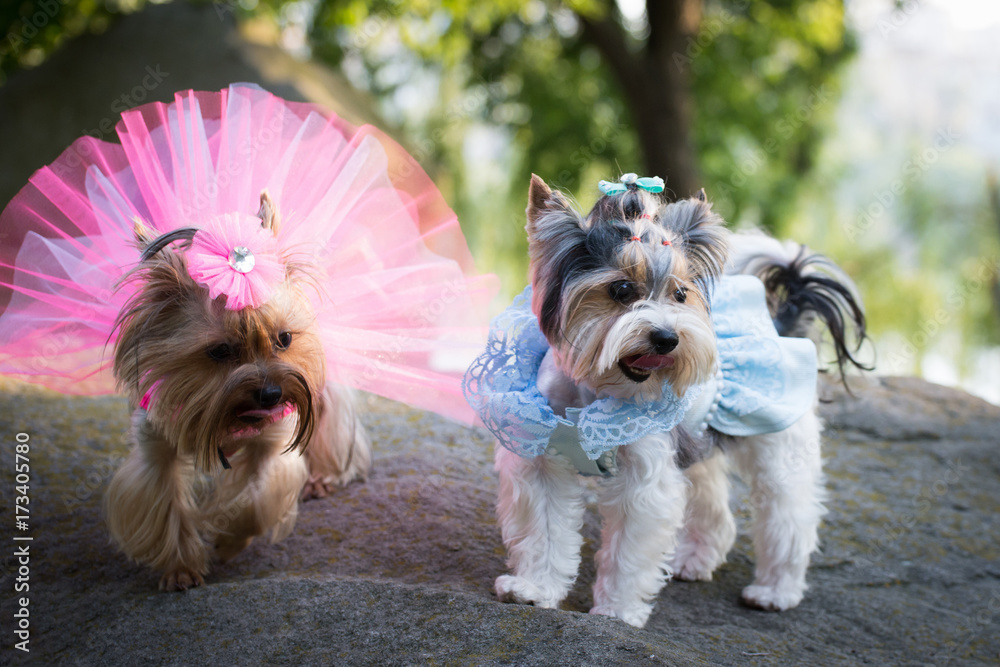 two dogs in wedding dresses with a hairdress on a stone Stock Photo ...
