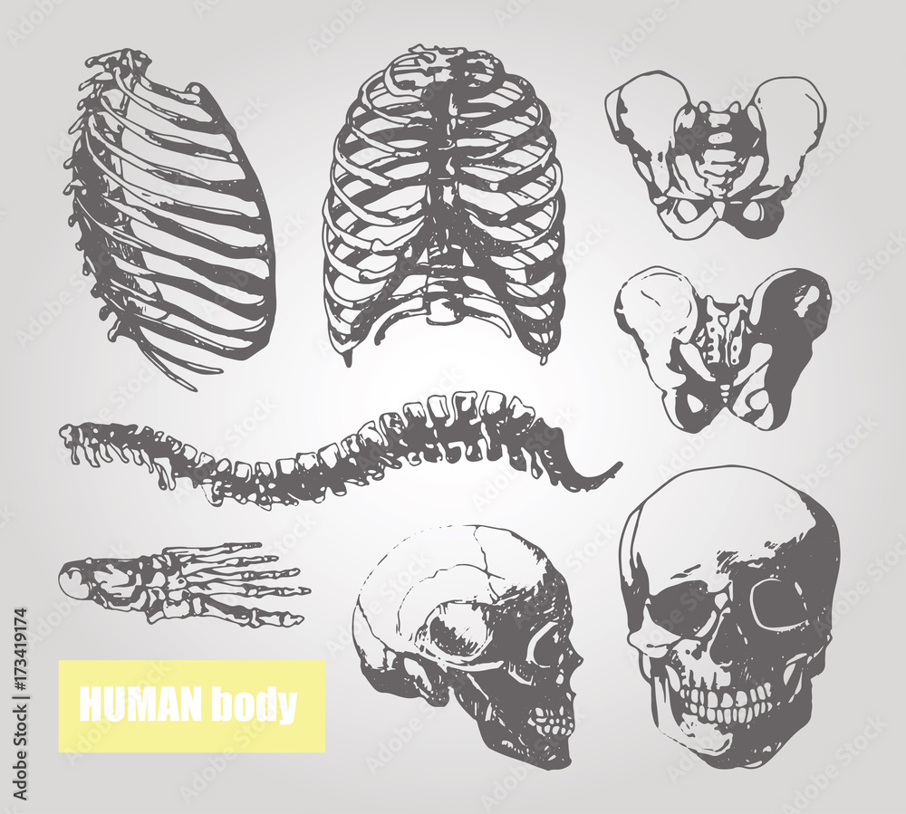 Human body anatomy. Medical illustration. Human bones Stock Vector ...