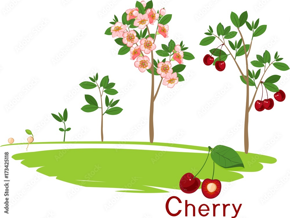 Plant growing from seed to cherry tree. Plant growth stage Stock Vector ...