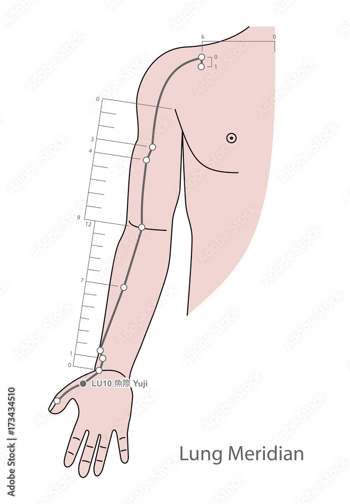 Drawing Acupuncture Point LU10 Yuji, 3D Illustration Stock Illustration ...