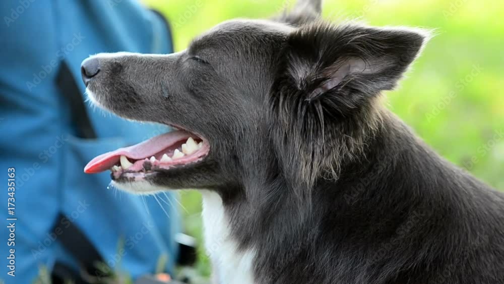 Gray color border collie portrait in a hot summer day Stock Video ...