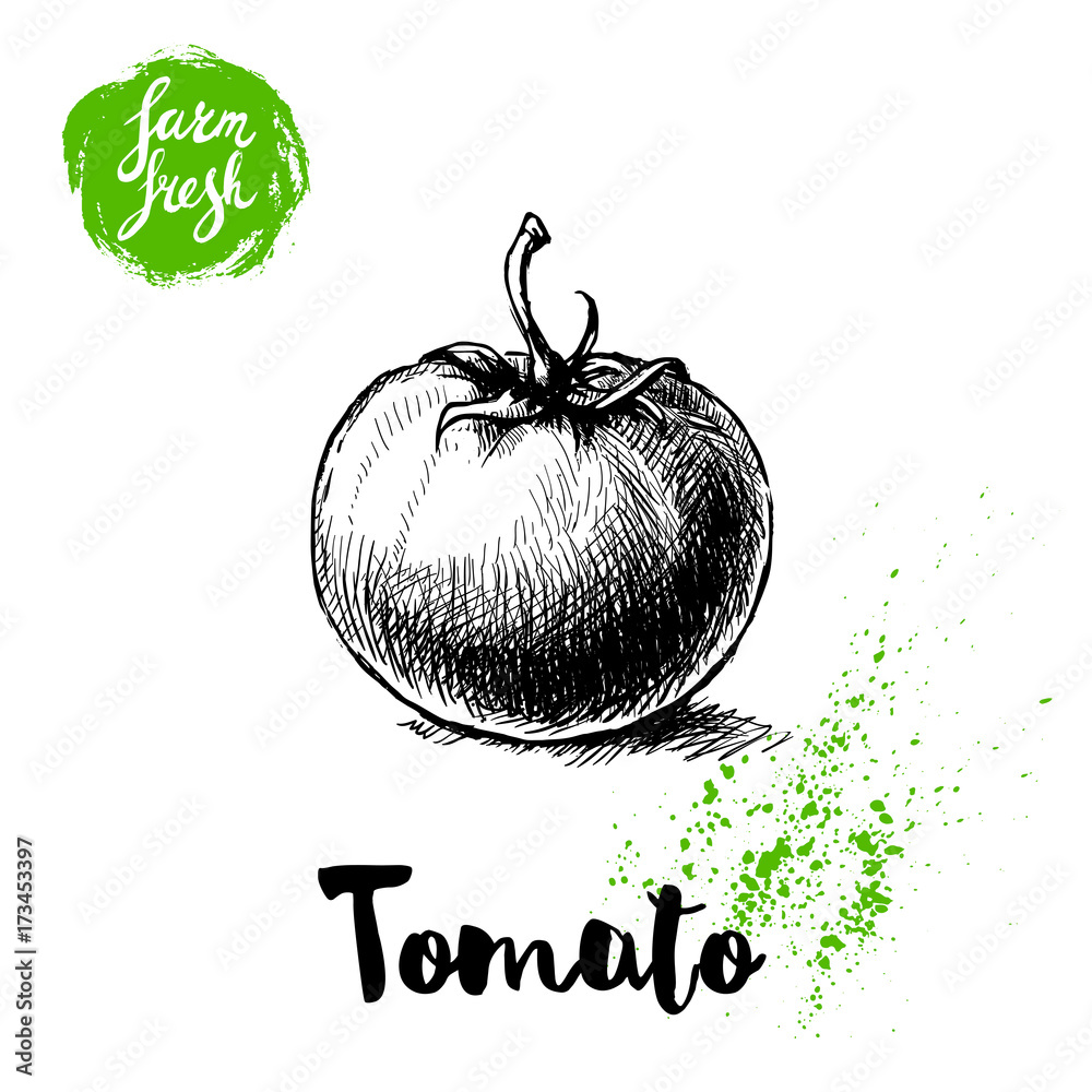 Hand drawn sketch style whole tomato. Eco food vector illustration ...