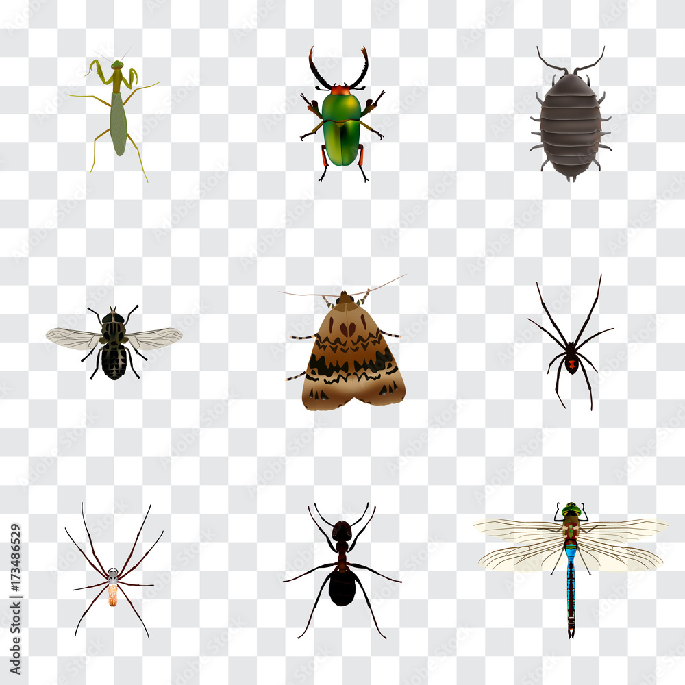 Realistic Dor, Damselfly, Insect And Other Vector Elements. Set Of Bug ...