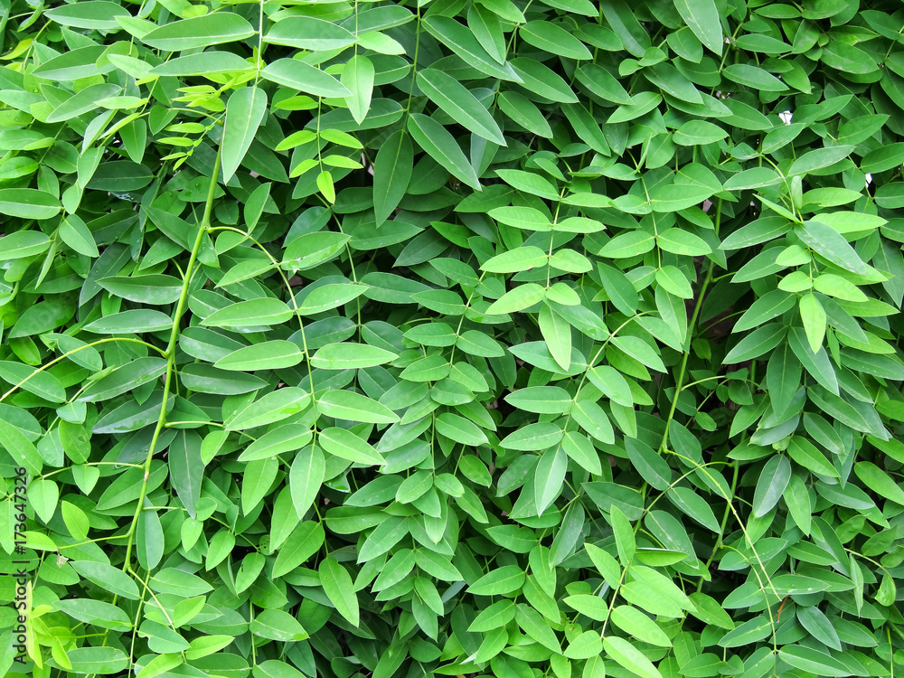 Tree Leaves Texture Seamless