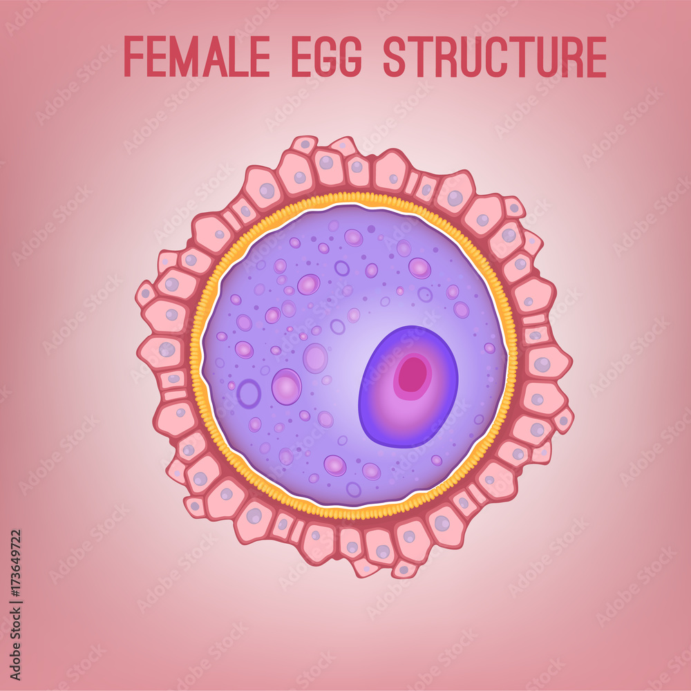 Female egg structure Stock Vector | Adobe Stock
