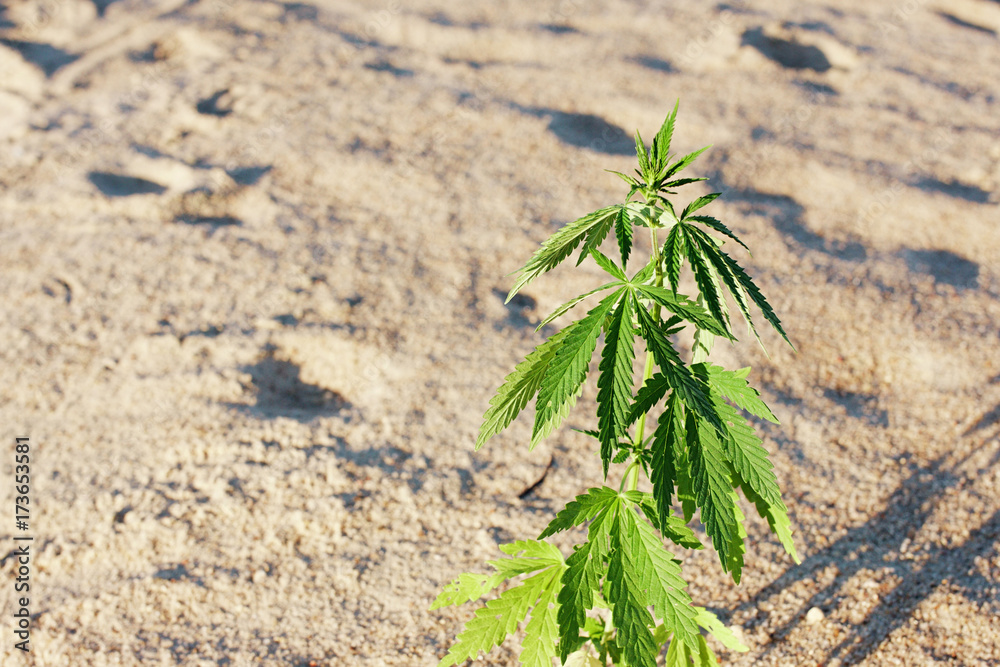 The growth of the CANNABIS grows in the sand on a sandy background ...