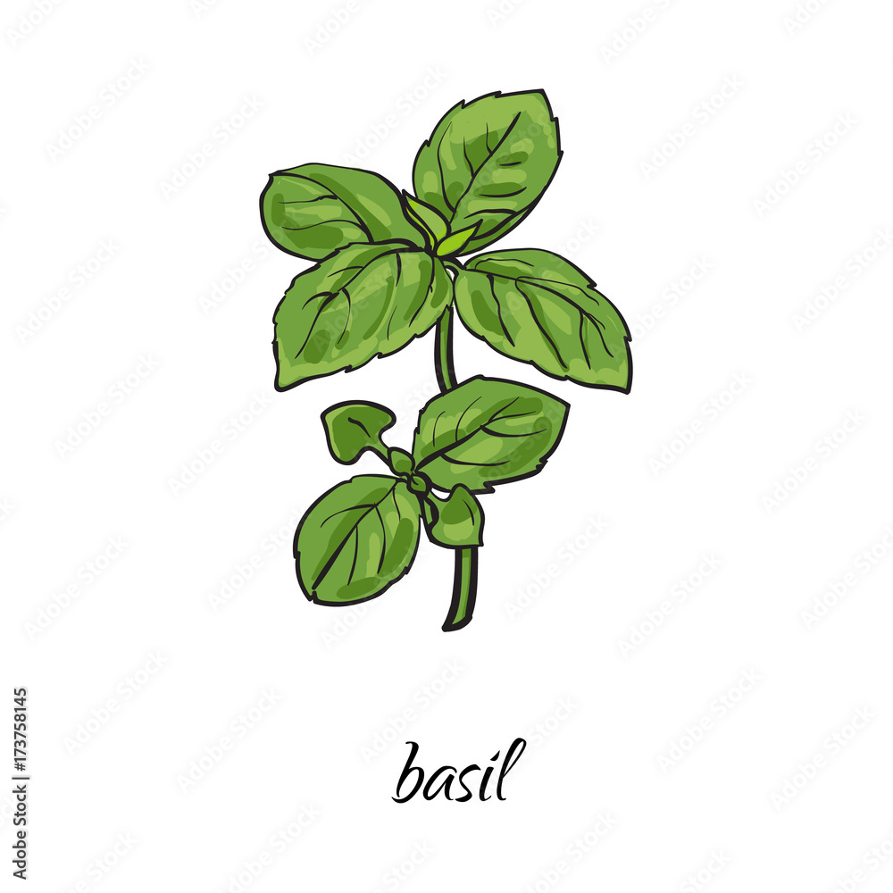 Basil Leaf Vector