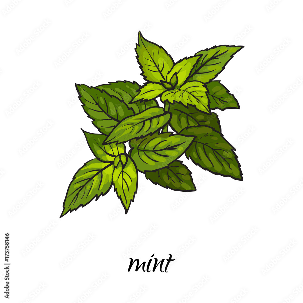 vector flat cartoon sketch style hand drawn mint leaves image. Isolated ...