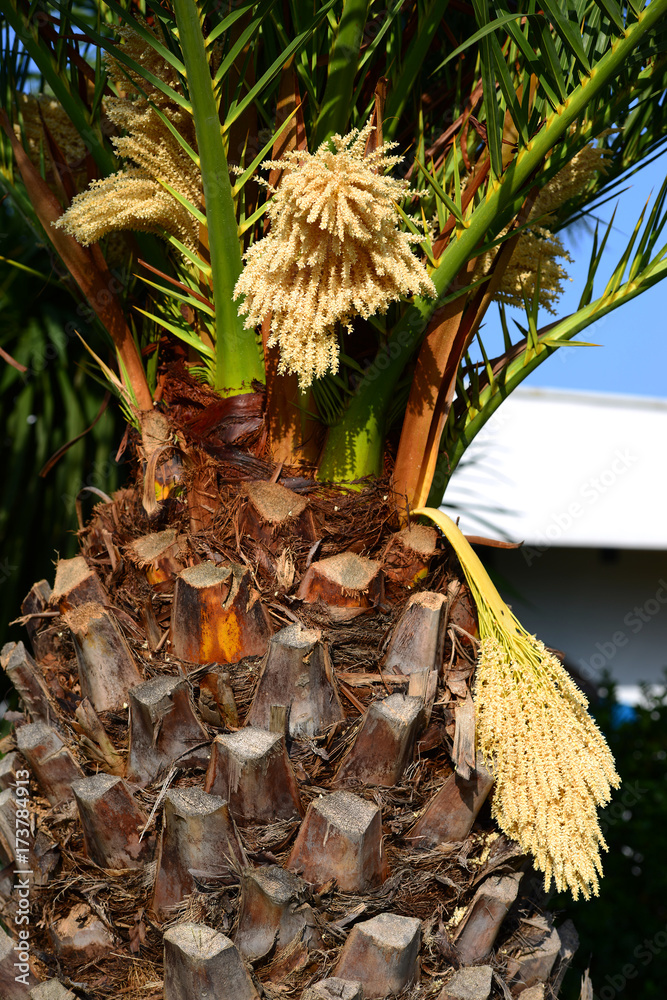 Phoenix Roebelenii Pygmy Date Palm Flowers Stock Photo Adobe Stock phoenix-roebelenii-pygmy-date-palm-flowers-stock-photo-adobe-stock