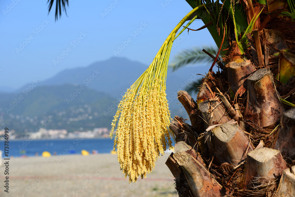 Phoenix roebelenii (Pygmy date palm) flowers Stock Photo | Adobe Stock
