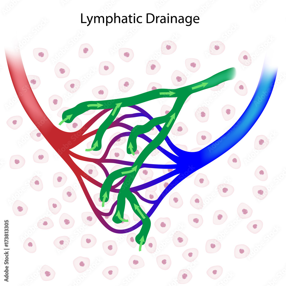 Lymphatic drainage unlabeled Stock Illustration | Adobe Stock