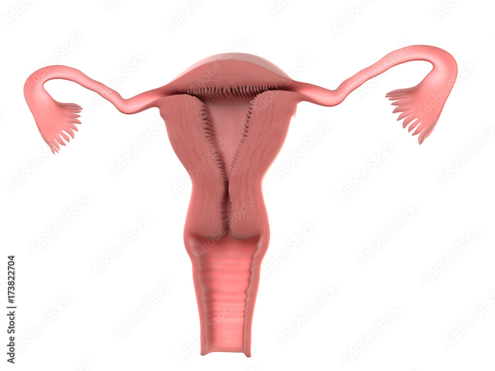 Uterus Cross Section