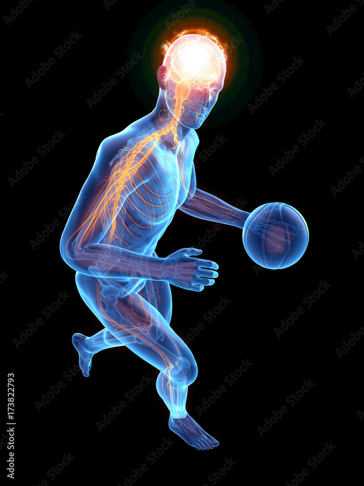 3d rendered medically accurate illustration of basketball players brain ...