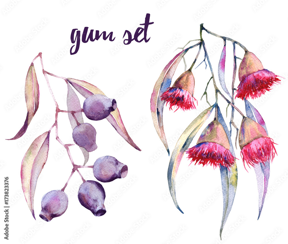 Branches of gum with flowers and nuts. Isolated on white background ...