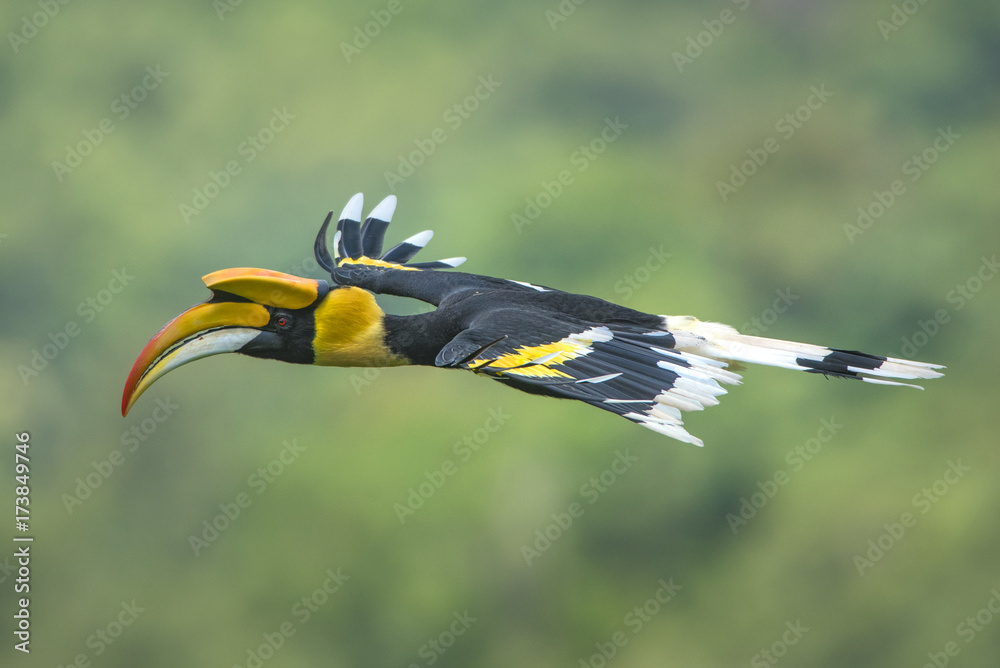 Great hornbill or Great indian hornbill flying Stock Photo | Adobe Stock
