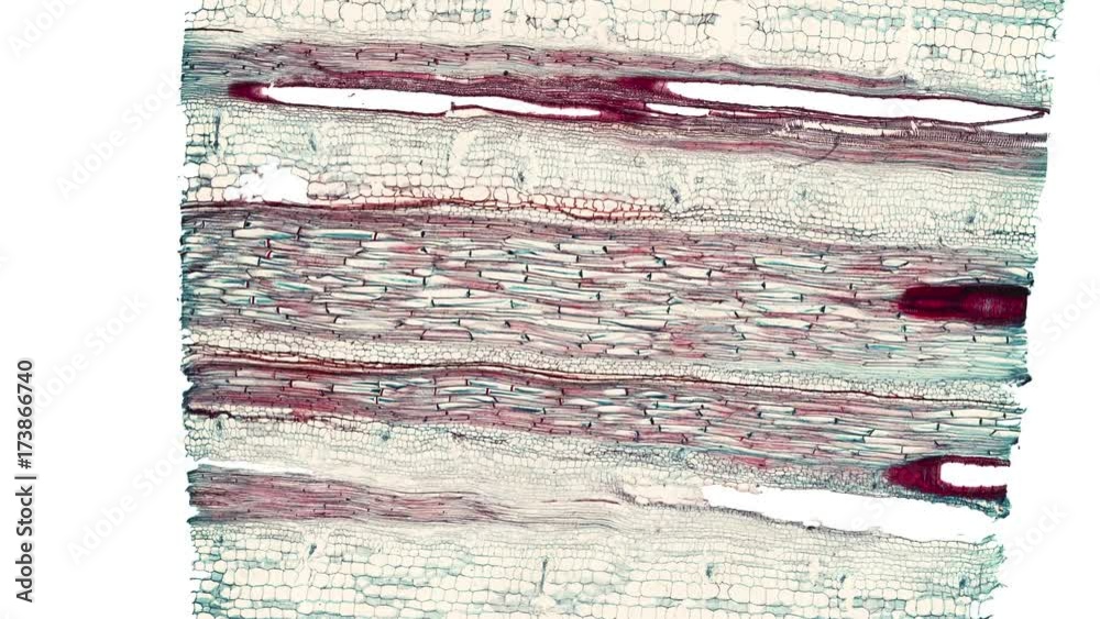 Vidéo Stock cross section cut of winter jasmine leaf under the ...