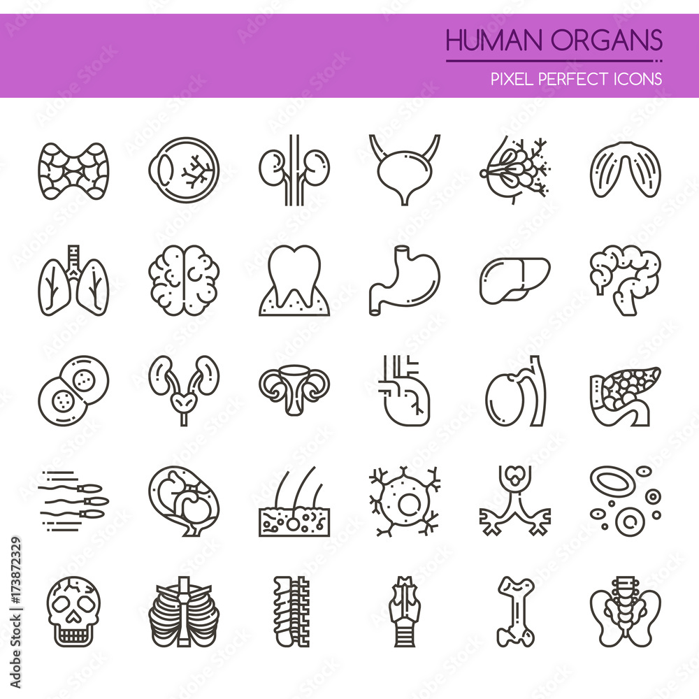 Human Organs , Thin Line and Pixel Perfect Icons. Stock Vector | Adobe ...
