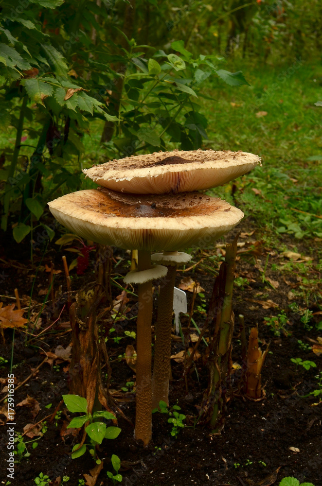 Czubajka kania - Macrolepiota procera, grzyb Stock Photo | Adobe Stock
