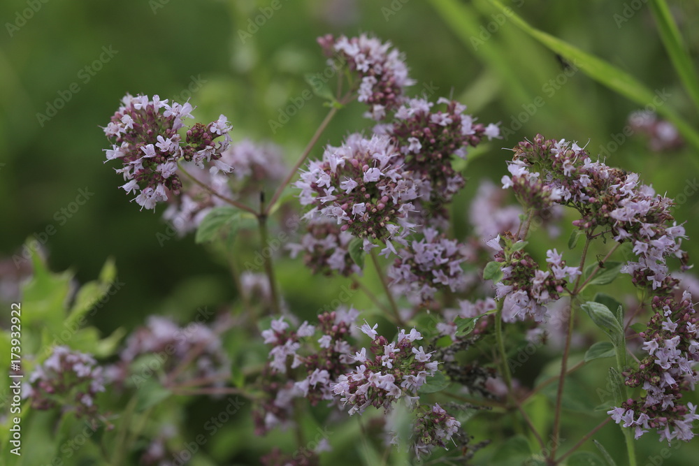 Echter Dost (Origanum vulgare), Oregano, Gemeiner Dost, Wilder Majoran ...