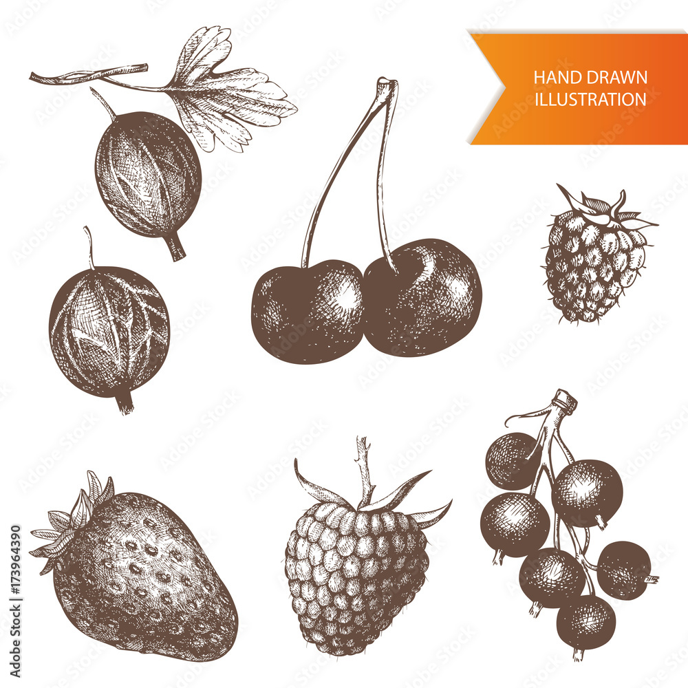 Vector collection of hand drawn berries illustrations. Vintage sketches ...