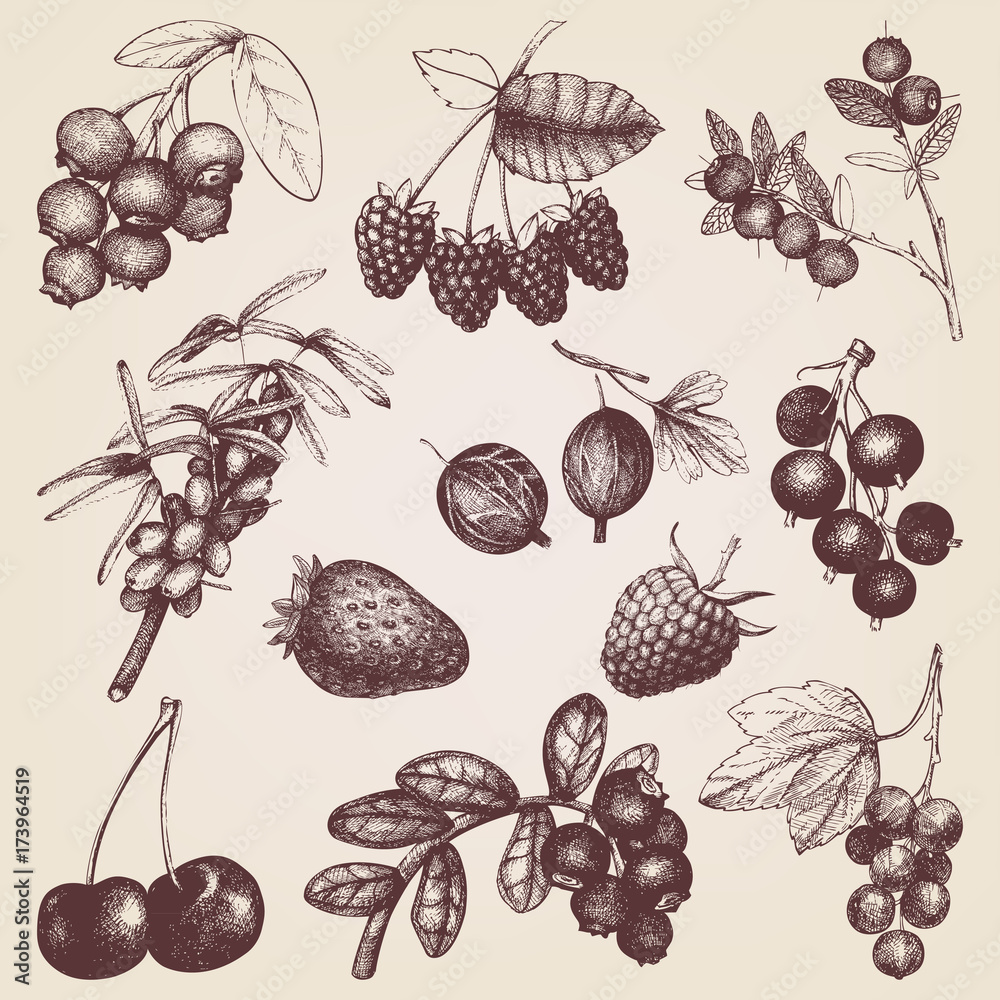 Vector collection of hand drawn berries illustrations. Vintage sketches ...