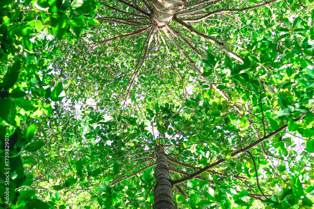 Perk up view and ant view of Dipterocapus alatus Roxb.ex G.Don. or Yang ...