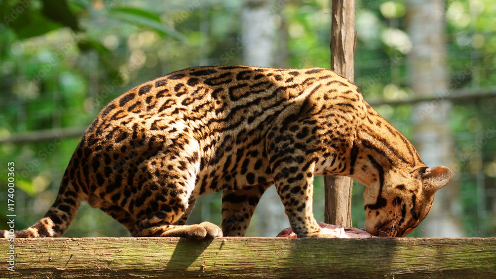 Tigrillo eating a piece of raw meat in Ecuadorian amazon. Common names ...