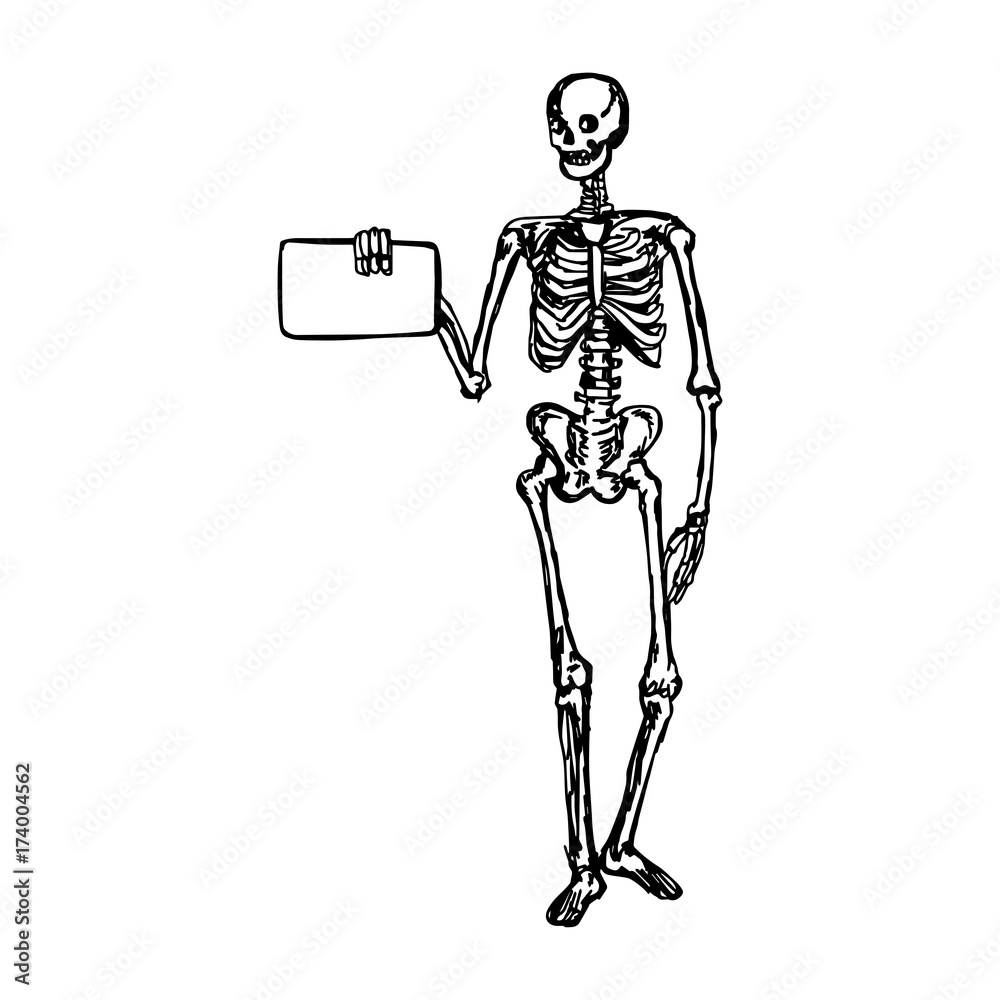 human skeleton holding blank sign or board vector illustration sketch ...