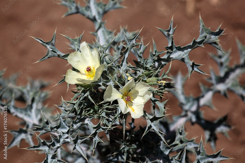 Flower of Mexican Poppy Stock Photo | Adobe Stock