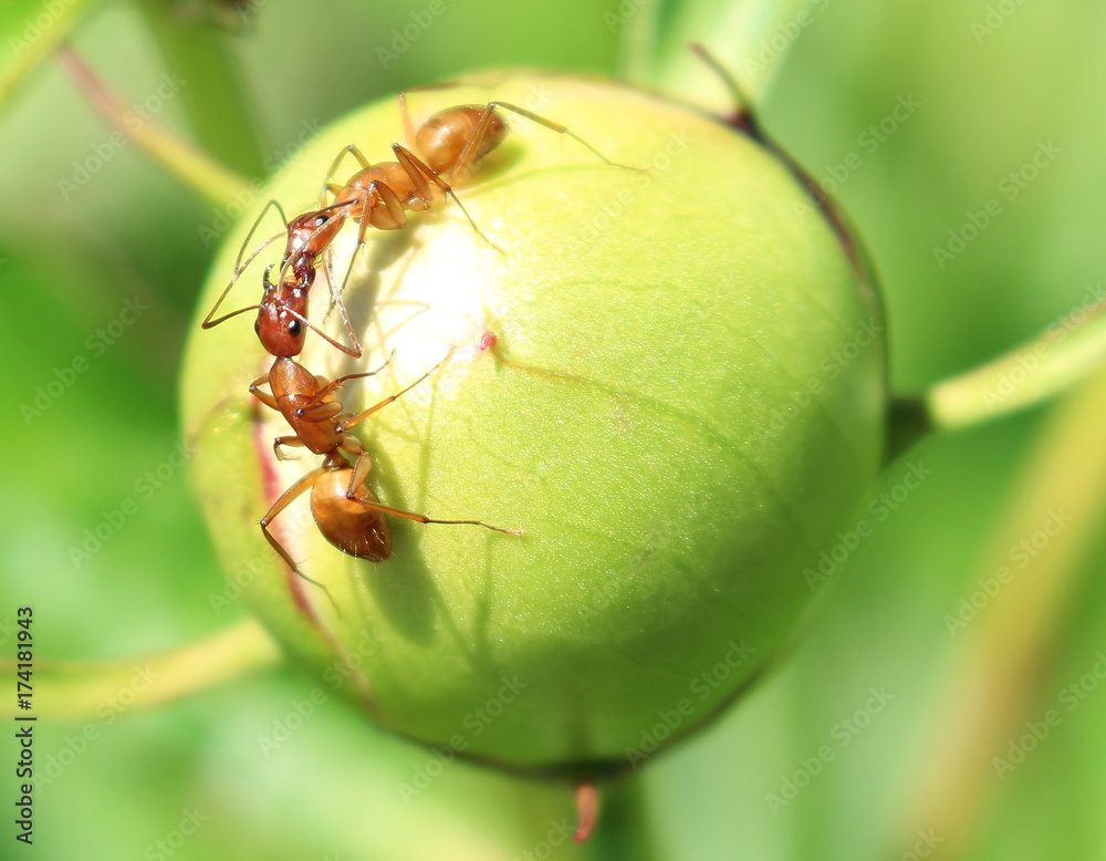 Kissing Ants Stock Photo | Adobe Stock