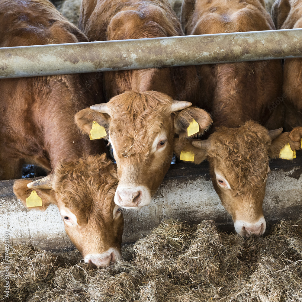 three young limousin bulls feed inside barn on organic farm in holland ...
